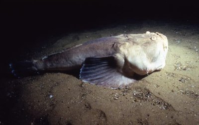 Common Stargazer, Kathetostoma laeve (Bloch & Schneider, 1801) - The ...