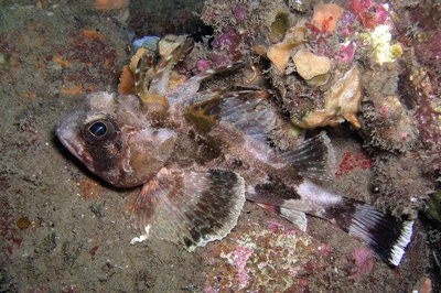 Common Gurnard Perch, Neosebastes scorpaenoides Guichenot, 1867 - The ...