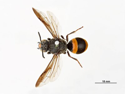 Common Wasp-mimic Bee - The Australian Museum
