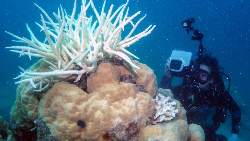 From the Director: Coral reefs in hot water - The Australian Museum Blog
