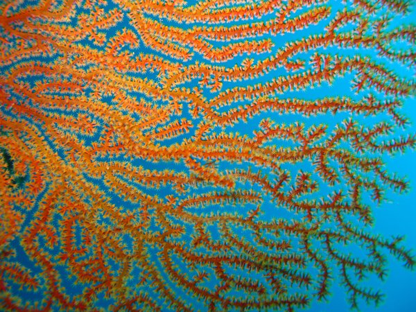 Diversity and behaviour in the animal kingdom - The Australian Museum