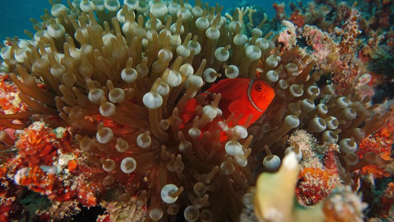 From the Director: Coral reefs in hot water - The Australian Museum Blog