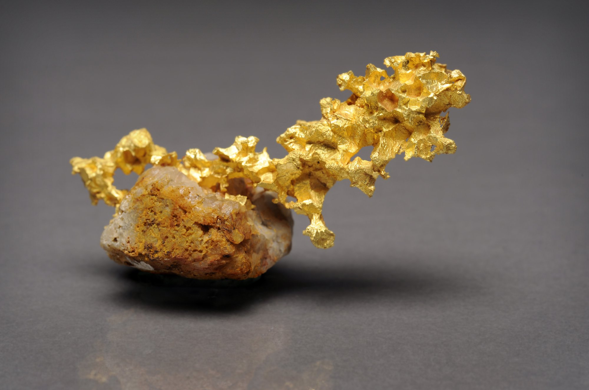 Australian Museum Gold Collection - The Australian Museum