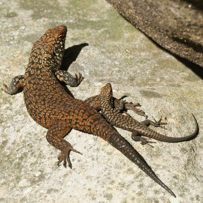 Cunningham's Skink - The Australian Museum