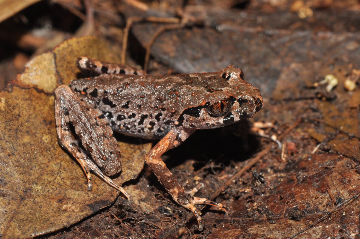 The Leaf-litter Frog mystery in the Cardamom Mountains, Cambodia - The ...