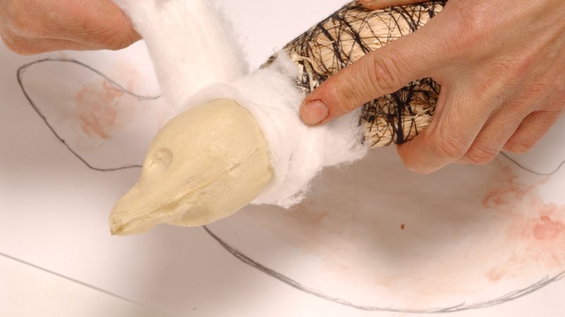 What is taxidermy? - The Australian Museum
