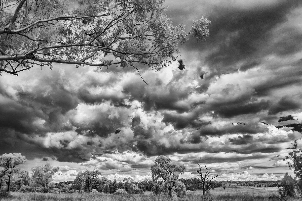 Dark Days: A photo essay by Brendan Beirne - The Australian Museum