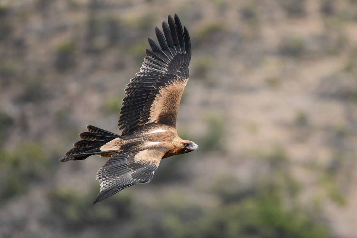 First Nations storytelling - The Australian Museum