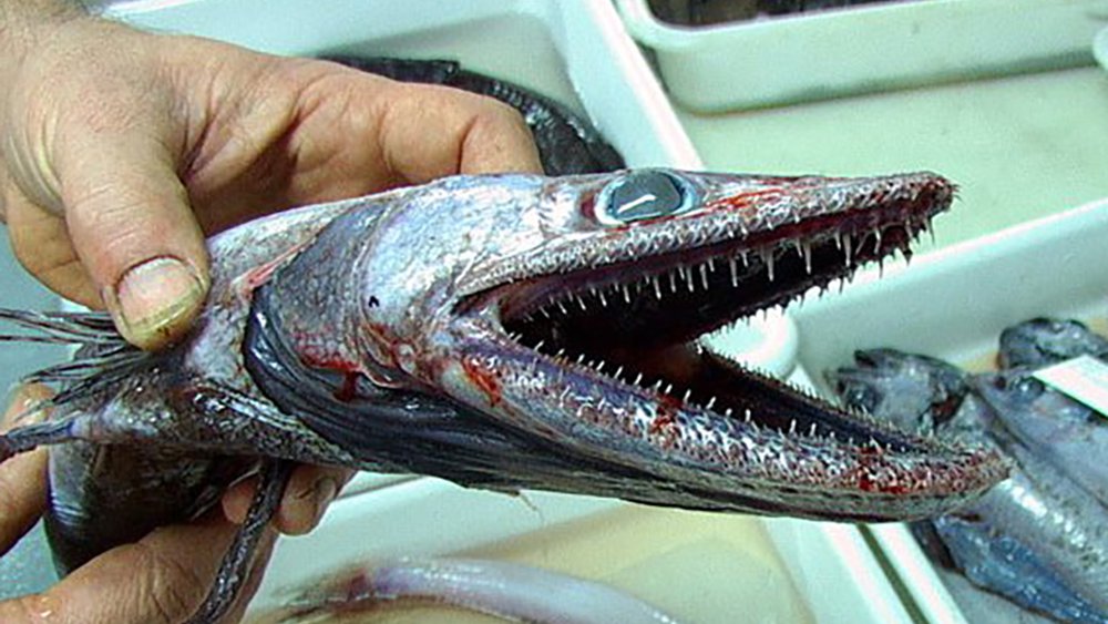 Deep sea fishes gallery - The Australian Museum