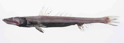 Deepsea Lizardfish, Bathysaurus ferox - The Australian Museum