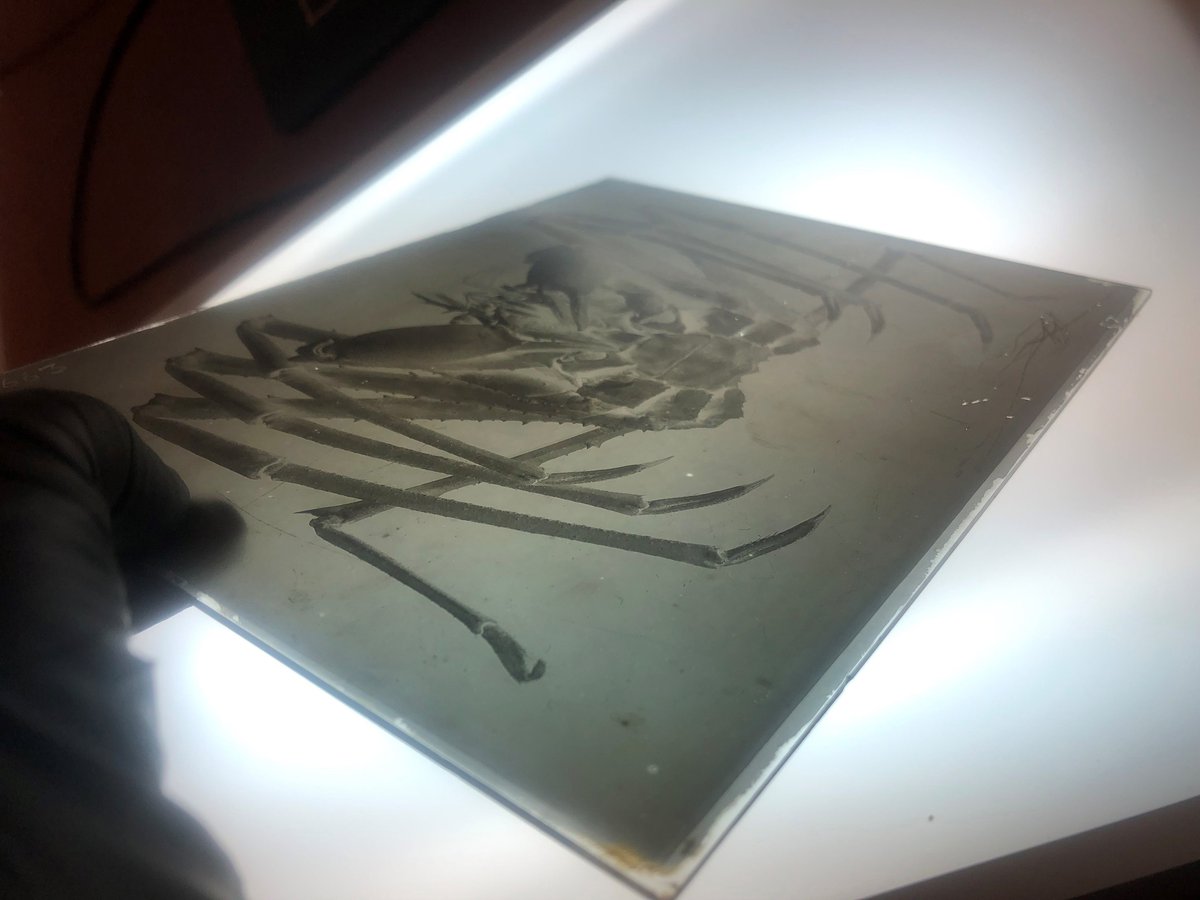 Glass plate negatives - The Australian Museum