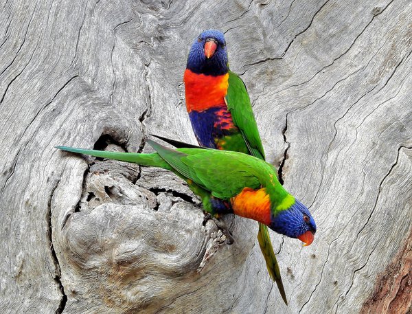 Diversity and same-sex pairings in birds - The Australian Museum
