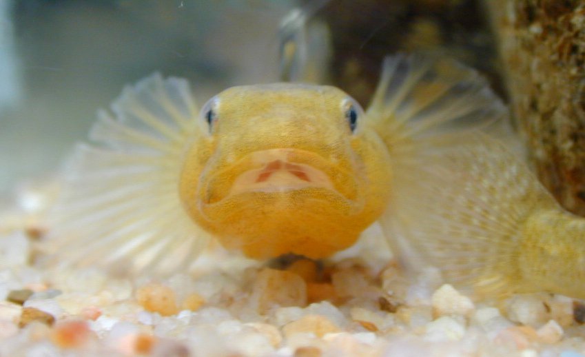 Gobiidae - Gobies - The Australian Museum