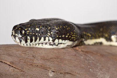 Diamond Python - The Australian Museum