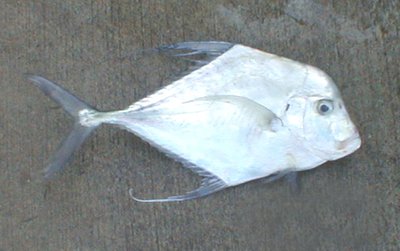 Diamond Trevally, Alectis indica (Rüppell, 1830) - The Australian Museum