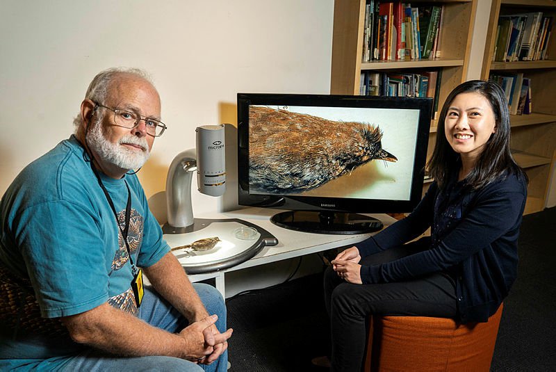 New bird species named after AM ornithologist - The Australian Museum Blog
