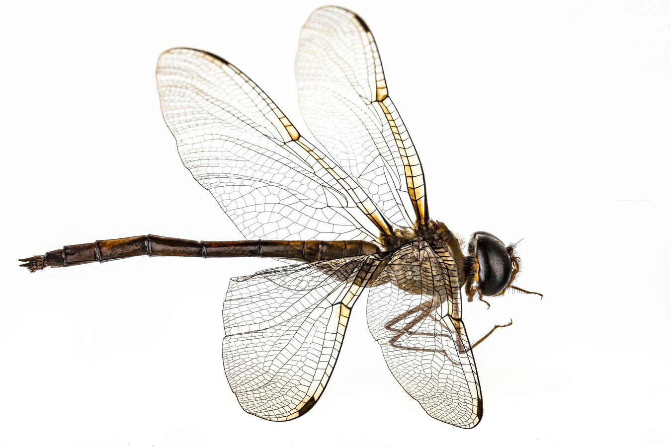 Ron Lovatt - DigiVol extraordinaire - The Australian Museum