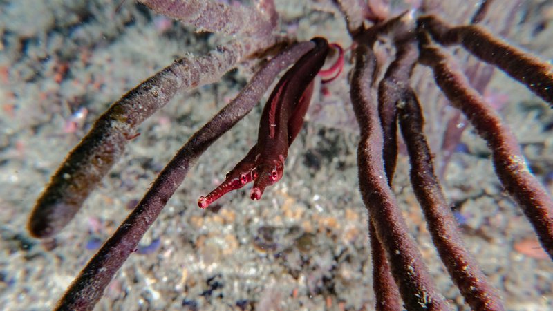 Meet the spectacular Red Wide-bodied Pipefish: Australia's newest ...