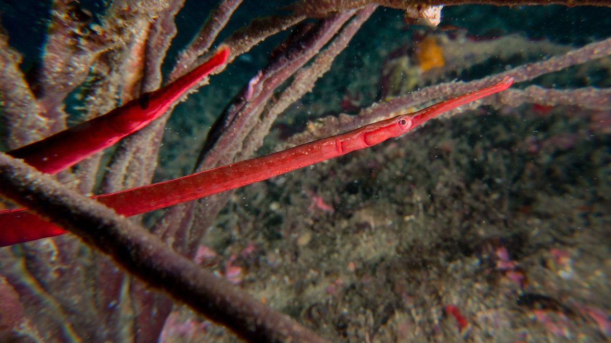 Meet the spectacular Red Wide-bodied Pipefish: Australia's newest ...