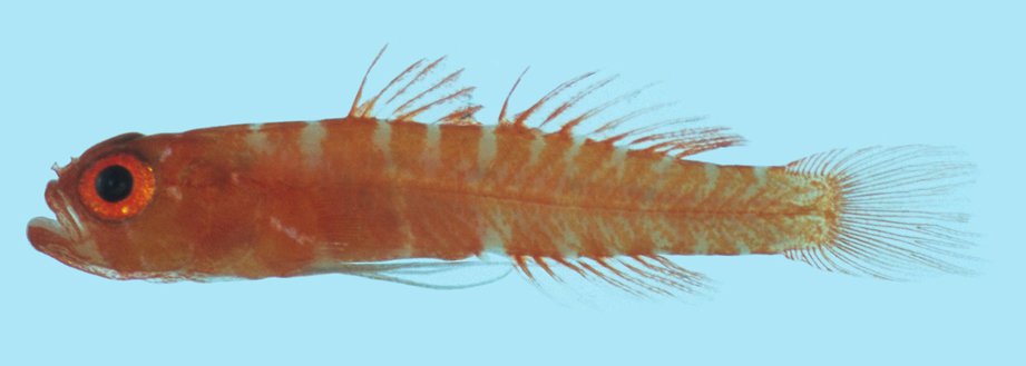 Fish FAQ - What is the second smallest species of fish? - The ...