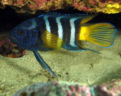 Eastern Blue Devil, Paraplesiops bleekeri (Günther, 1861) - The ...