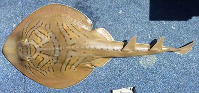 Eastern Fiddler Ray, Trygonorrhina fasciata Müller & Henle, 1841 - The ...