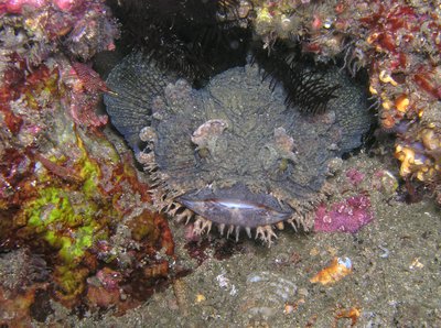 Eastern Frogfish, Batrachomoeus dubius (White, 1790) - The Australian ...