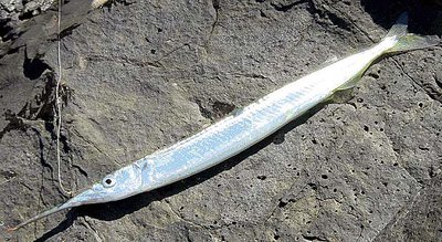 Eastern Sea Garfish, Hyporhamphus australis (Steindachner, 1866) - The ...
