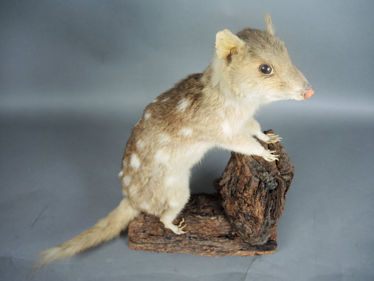 Eastern Quolls: Back from the brink? - The Australian Museum Blog