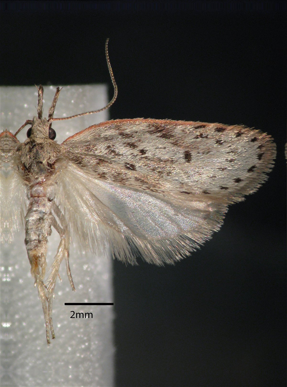 National Reserve Biodiversity Survey - The Australian Museum Blog