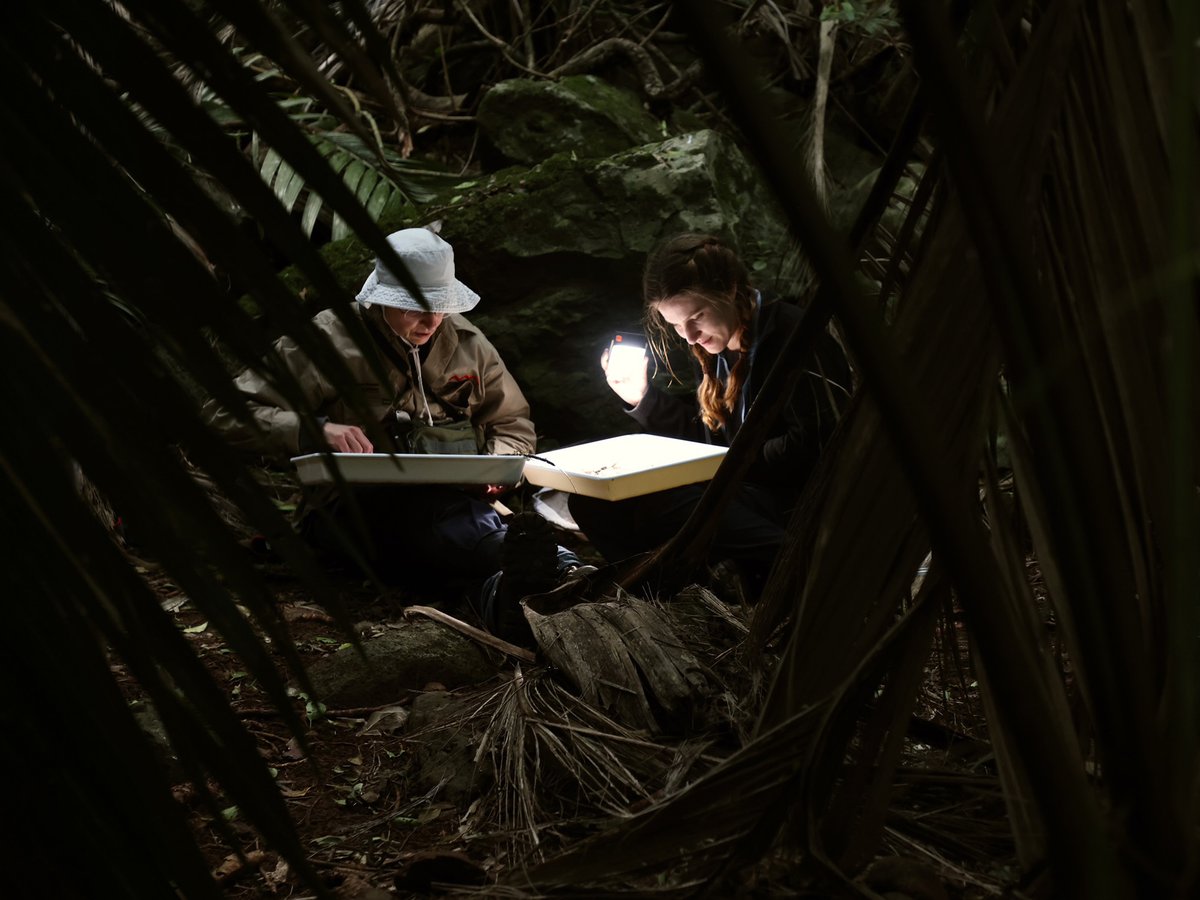 Norfolk Island expedition: Understanding a South Pacific jewel - The ...
