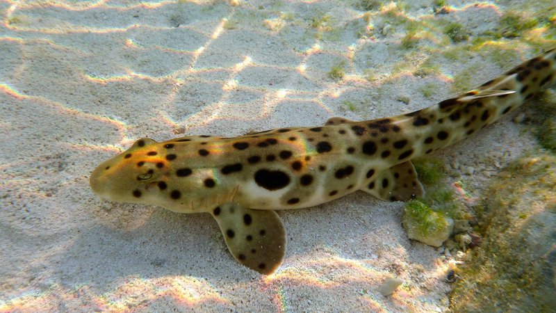 What is a shark? - The Australian Museum