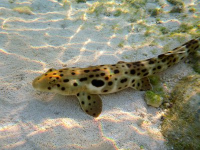 Epaulette Shark, Hemiscyllium ocellatum (Bonnaterre, 1788) - The ...