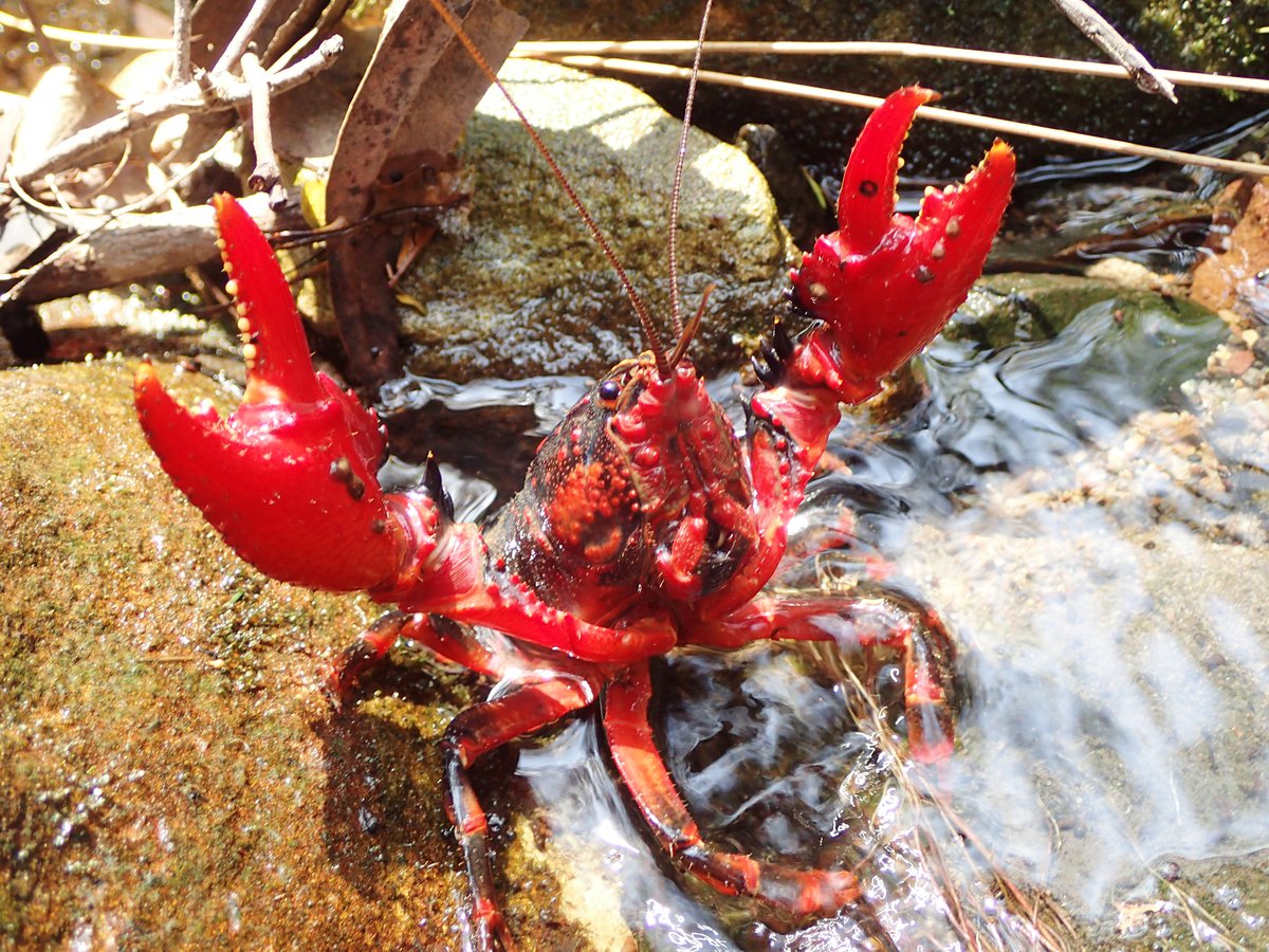 New acquisition: The Coughran Crayfish Collection - The Australian ...