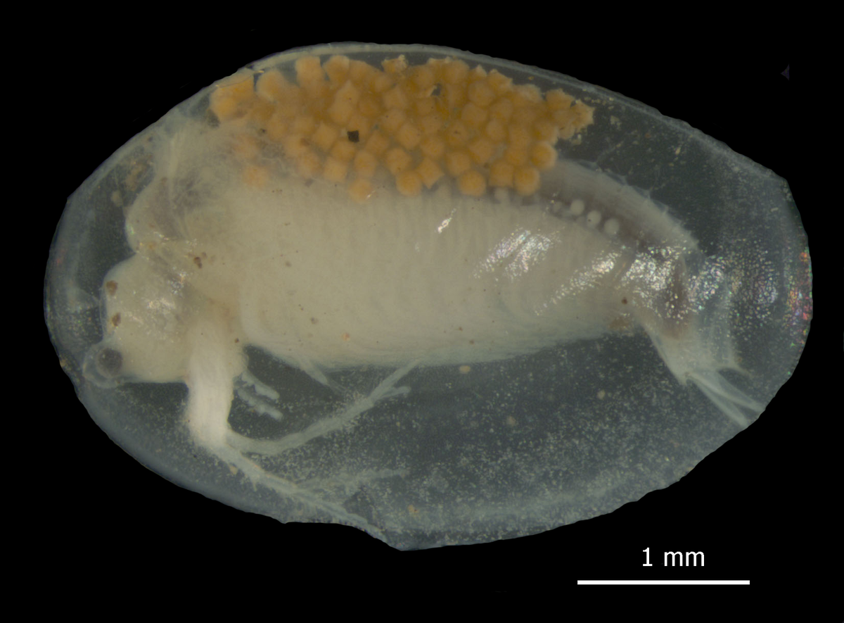 Little crustaceans of desert pools - The Australian Museum Blog