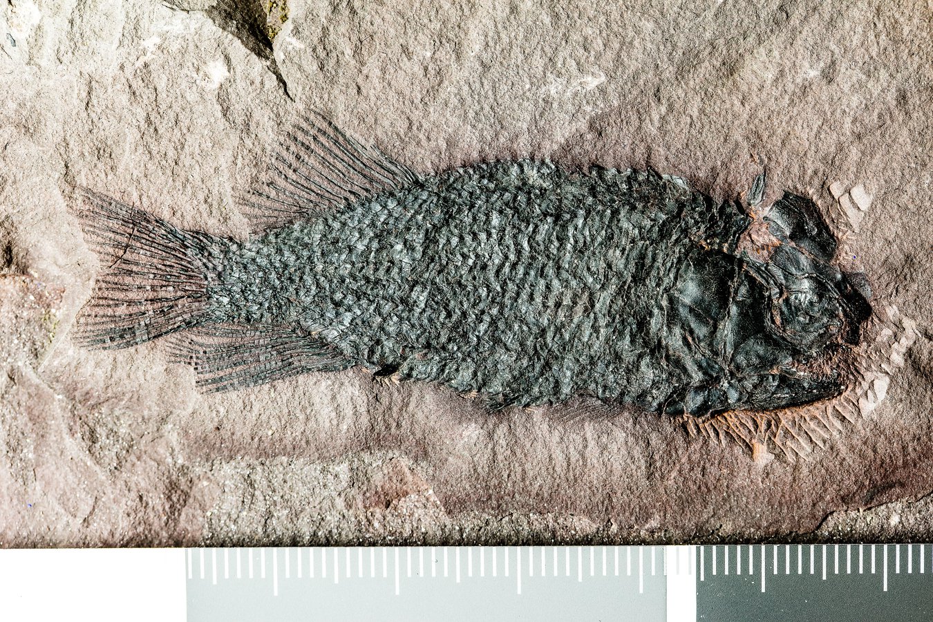 Ron Lovatt - DigiVol extraordinaire - The Australian Museum