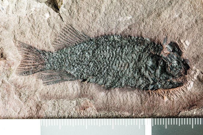 Ron Lovatt - DigiVol extraordinaire - The Australian Museum