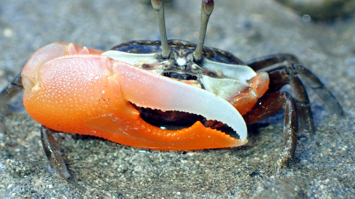 Out now! New book to identify abundant, diverse and striking decapod ...