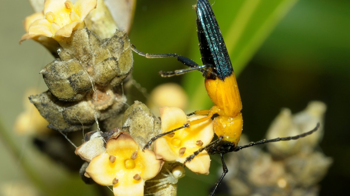 A rainforest tree by the sea — Who are the pollinators? - The ...