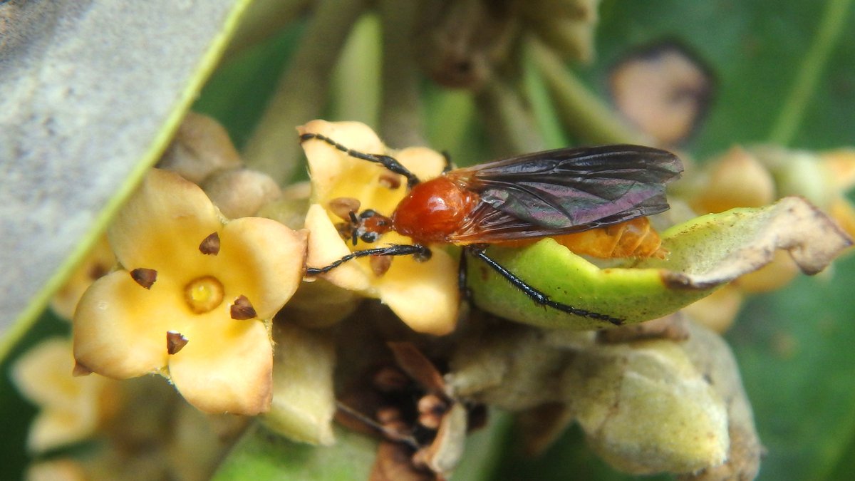 A rainforest tree by the sea — Who are the pollinators? - The ...