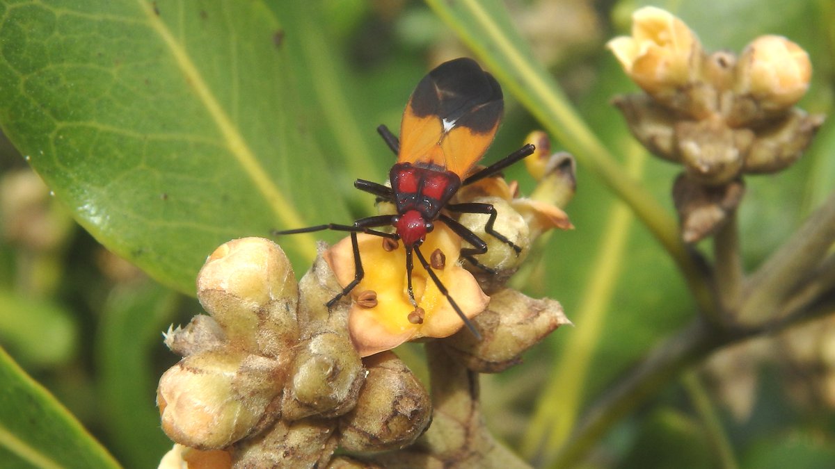 A rainforest tree by the sea — Who are the pollinators? - The ...