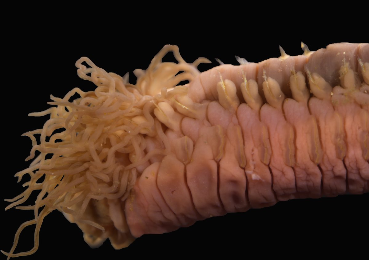 A French-Australian success story: Discovery of many new worm species ...