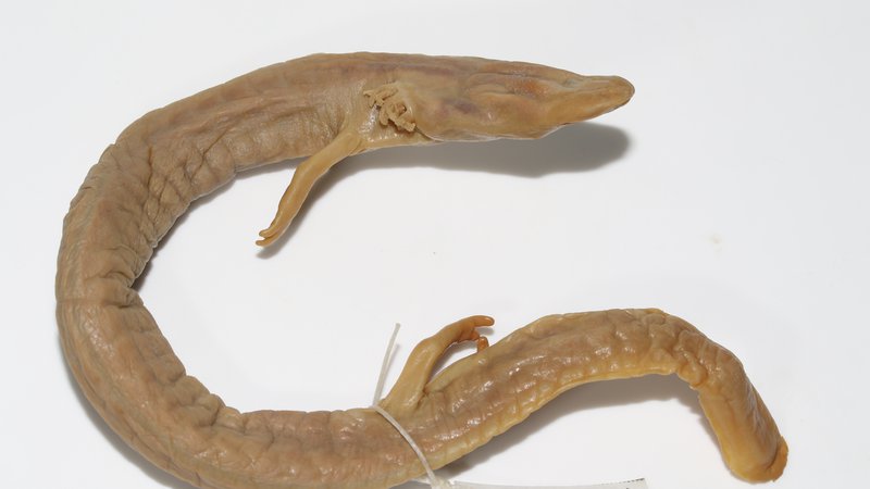 The curious tale of the Australian Museum Olm - The Australian Museum Blog