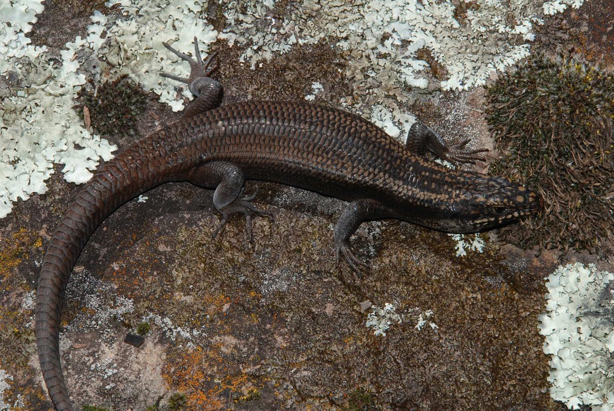 The Kaputar Rock Skink – one of New South Wales’ most range restricted ...