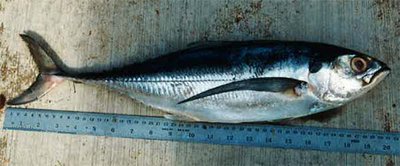 Finny Scad, Megalaspis cordyla (Linnaeus, 1758) - The Australian Museum