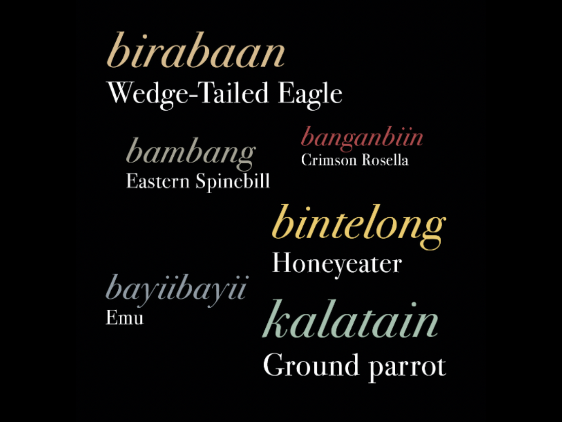 The Birds of Australia STORYBOX - The Australian Museum