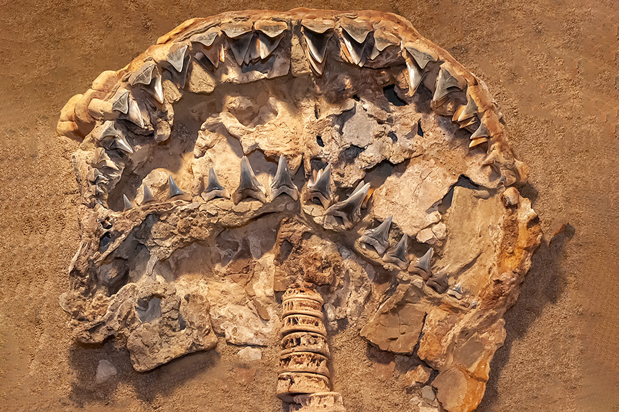 The ancient ones - The Australian Museum