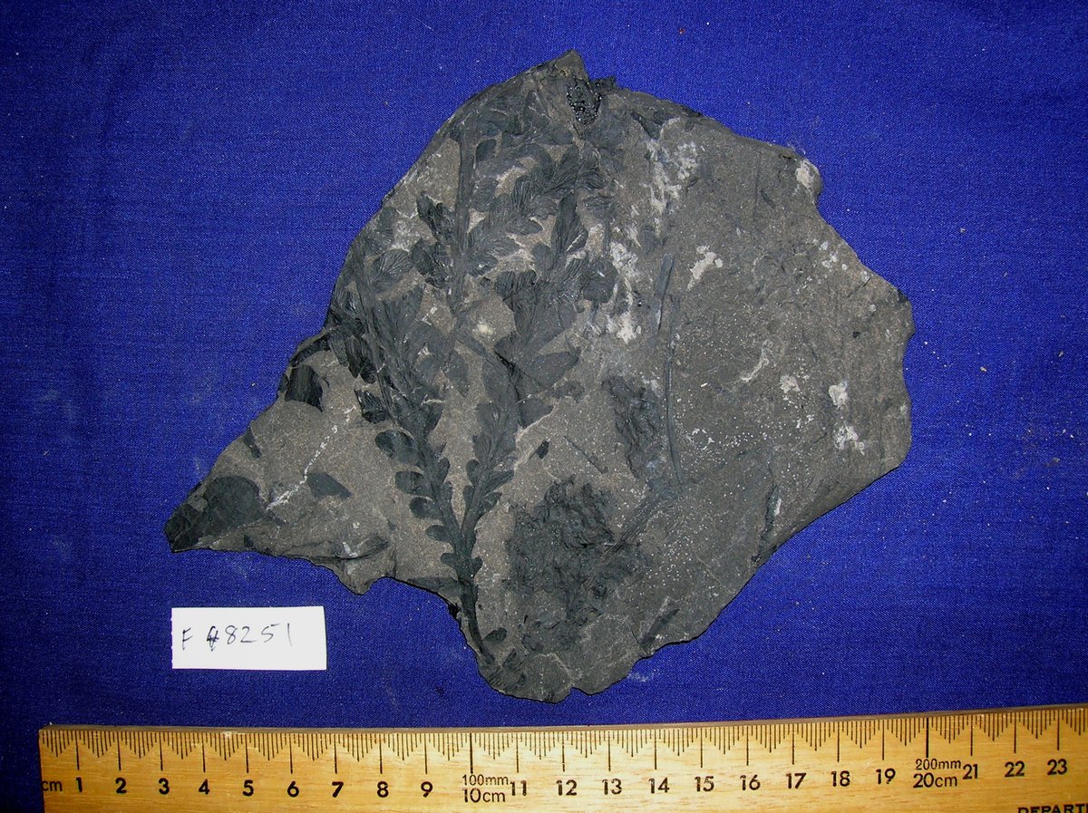 French fossil find - The Australian Museum Blog