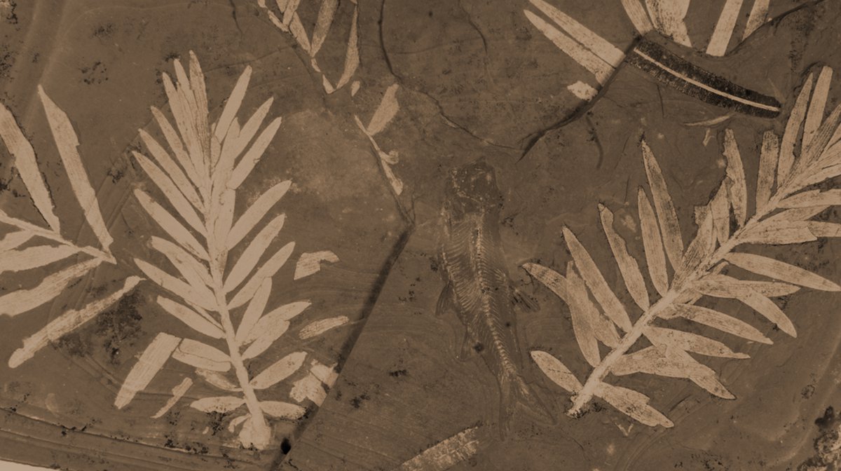 What are fossils? - The Australian Museum