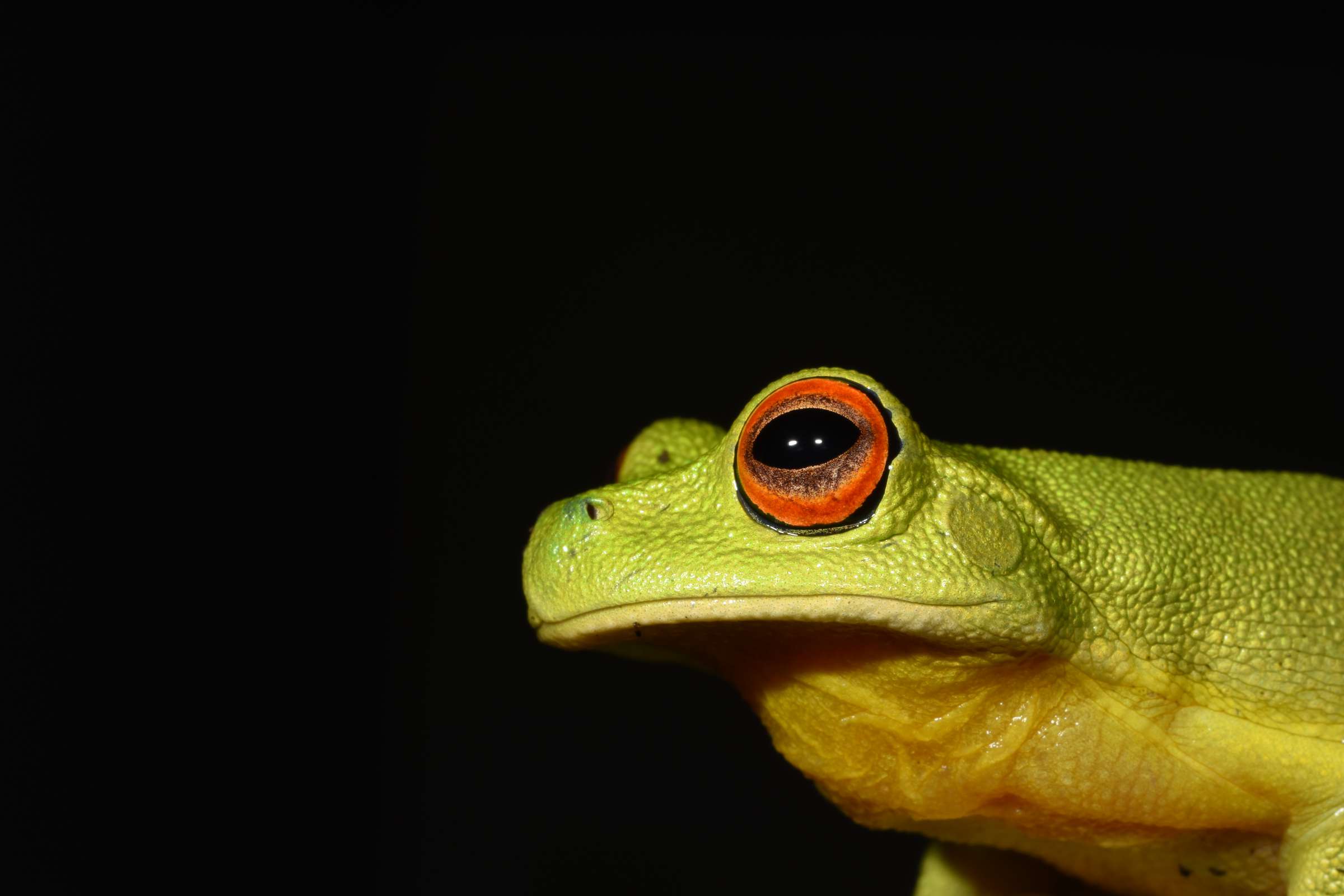 FrogID - The Australian Museum